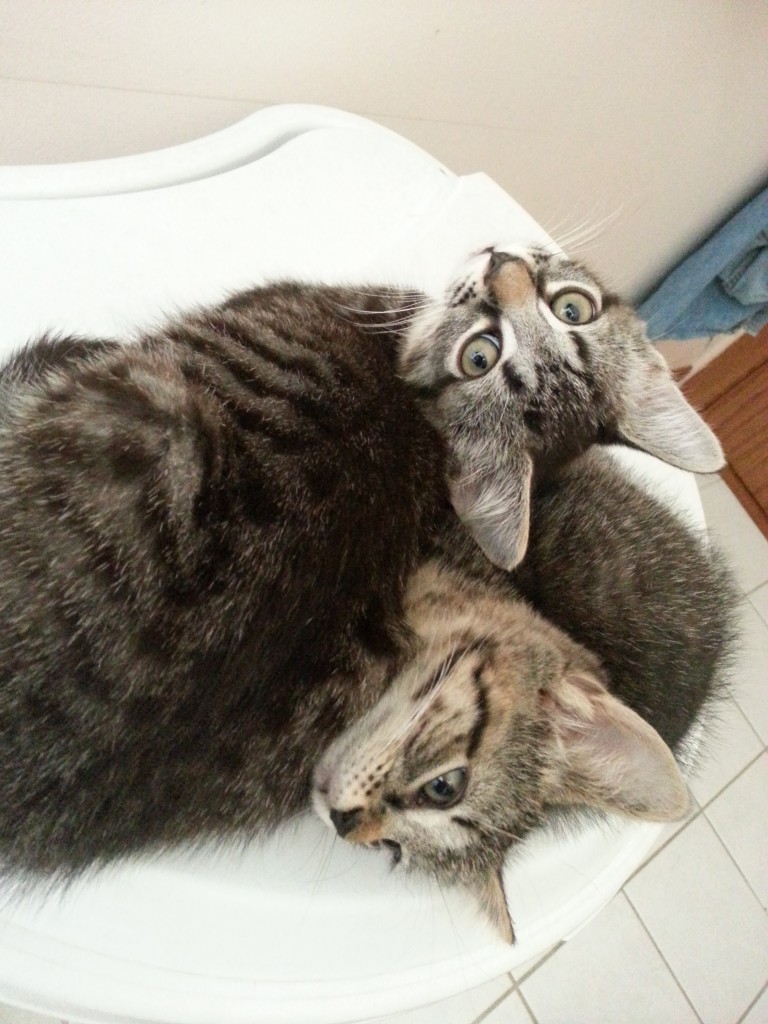 Foster Kittens: Caroline & Julia | Crazy Cat Lady Mews